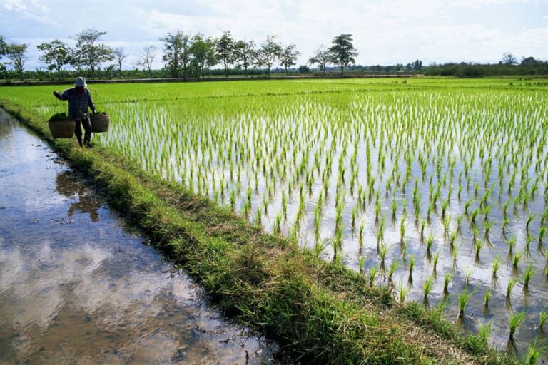 Organic Rice - Shivakriti Agro Private Limited
